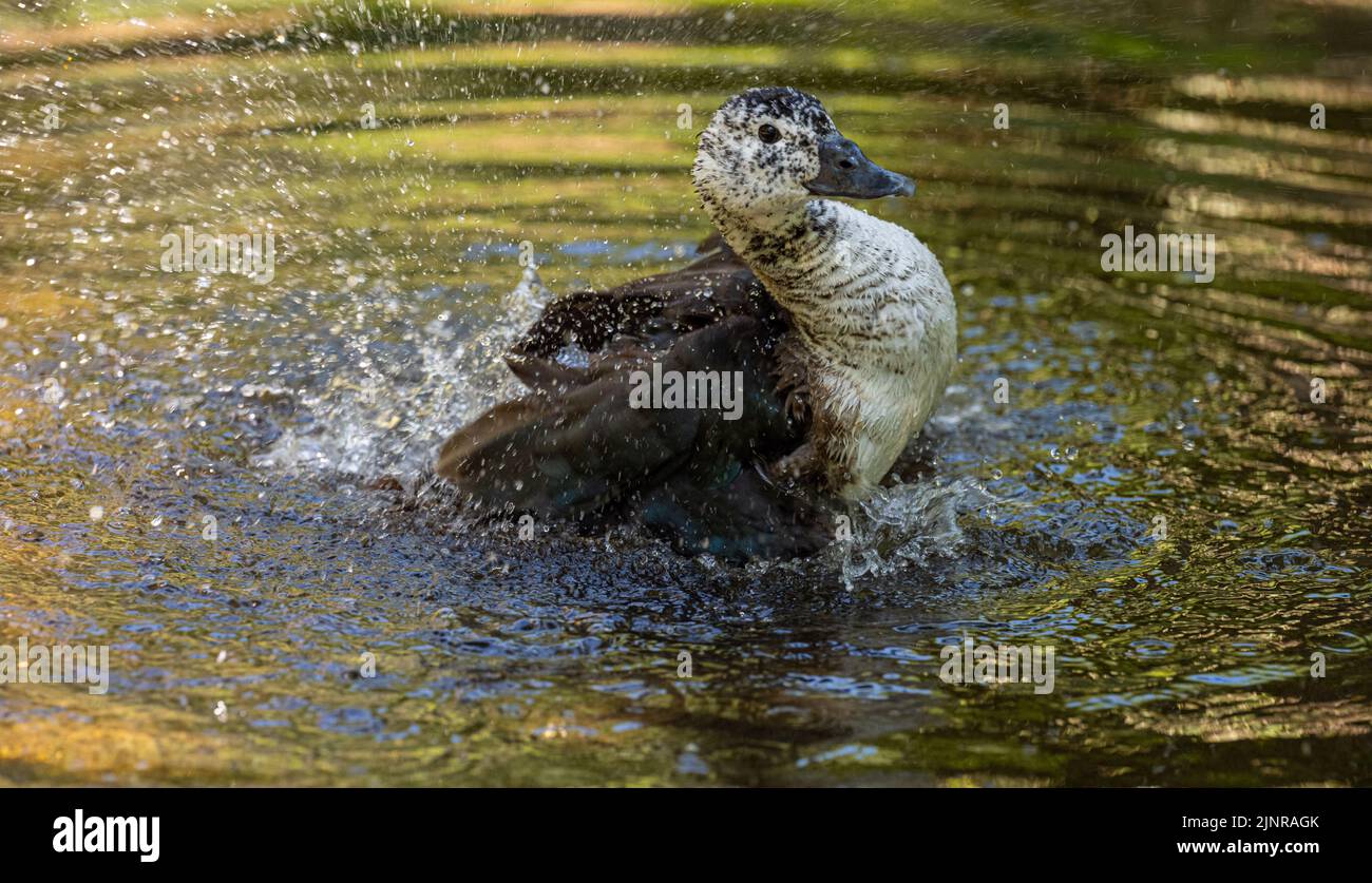 Brazilian duck flaps its wings causing the water to splash in all ...