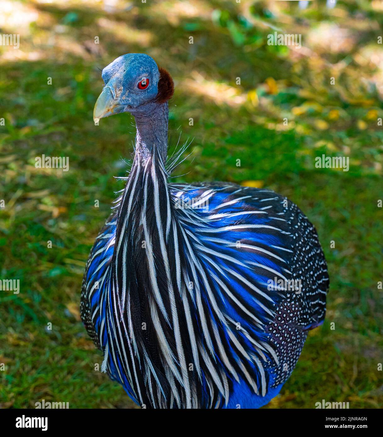 Portrait of the Vulturine Guineafowl (Acryllium vulturinum). It is the ...