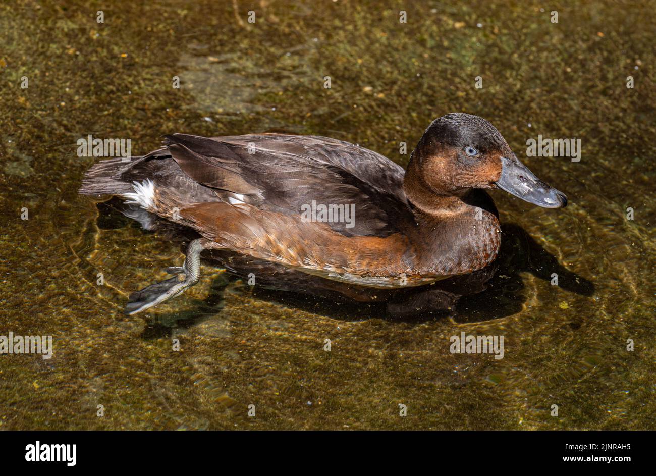 Common pochard (Aythya ferina) floats calmly on the water Stock Photo ...