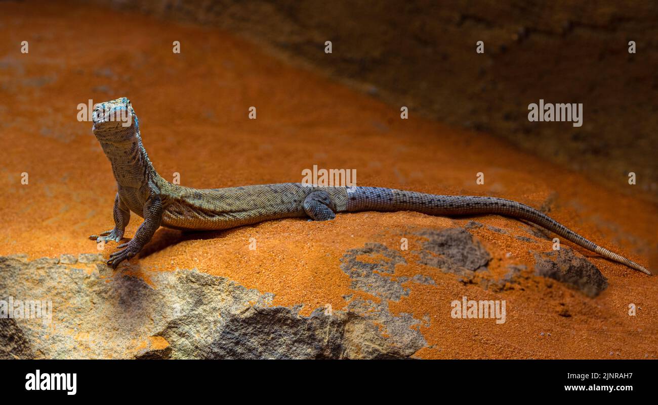Varanus caudolineatus hi-res stock photography and images - Alamy