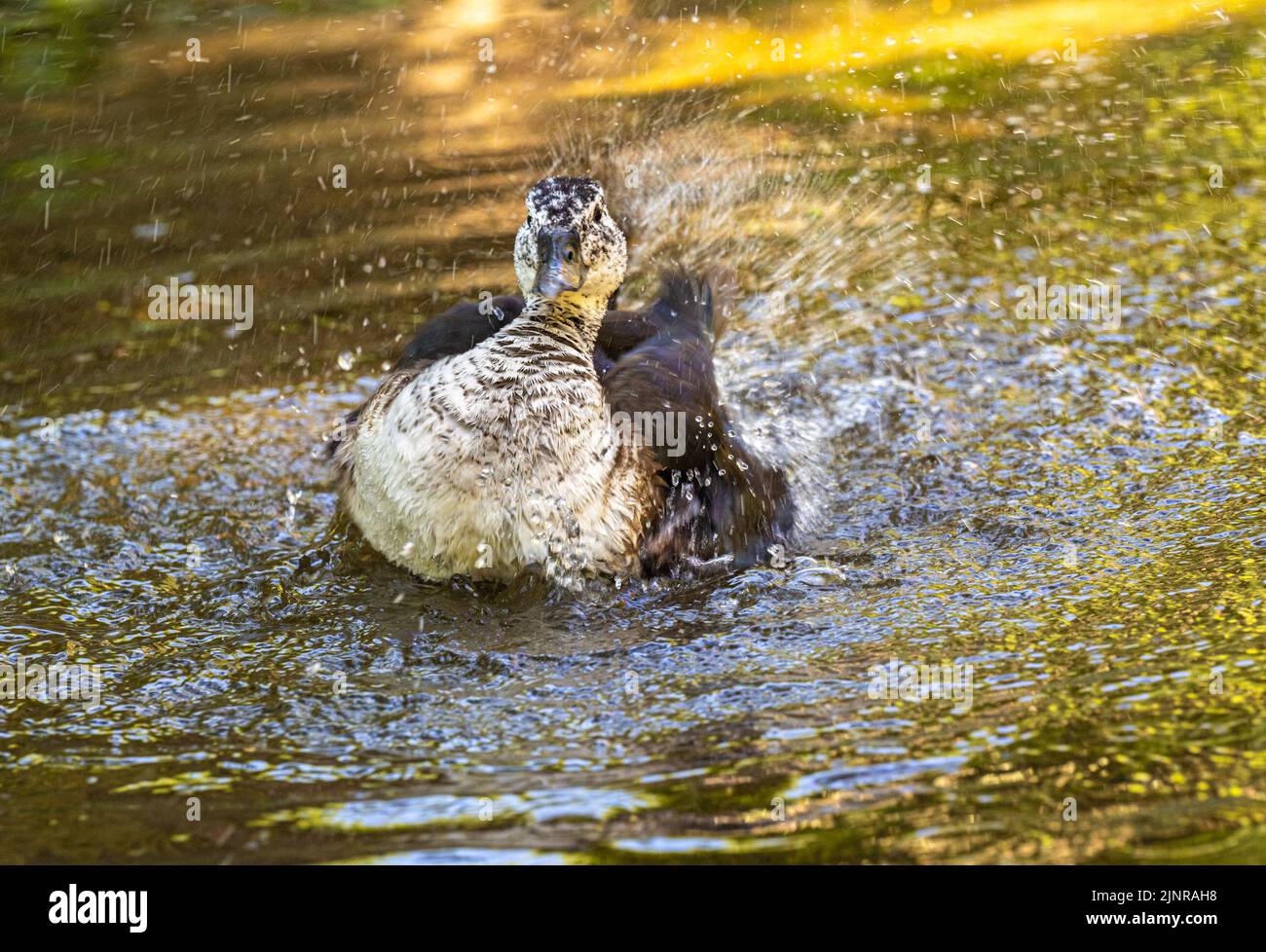 Brazilian duck flaps its wings causing the water to splash in all ...