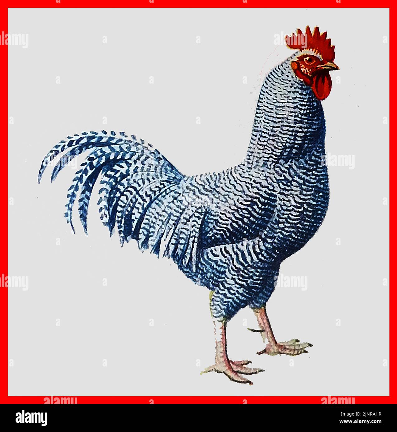 Breeds Of Poultry A 1940 S Coloured Image Of A North Holland Blue