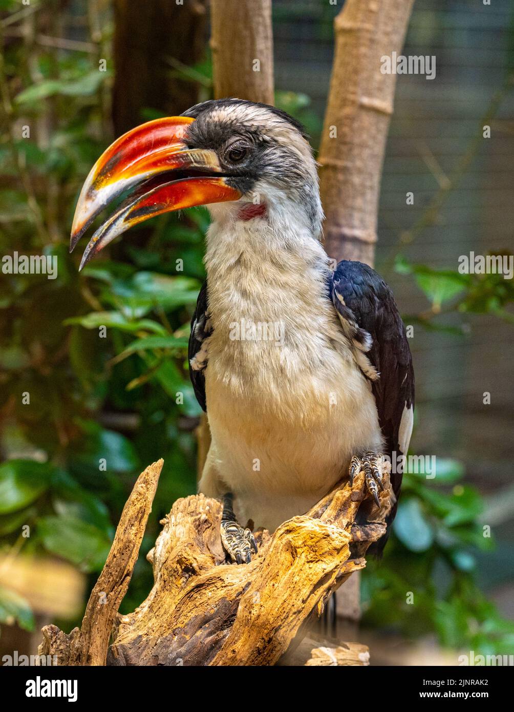 Von der Decken‘s decken‘s hornbill (tockus deckeni), adult on tree ...