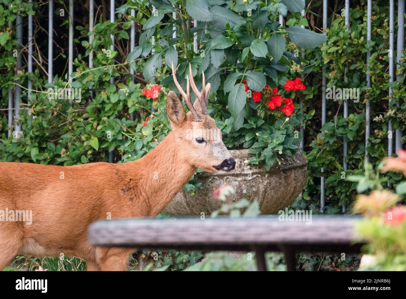 detailed close-up of a wild roe deer buck (Capreolus capreolus) eating ...