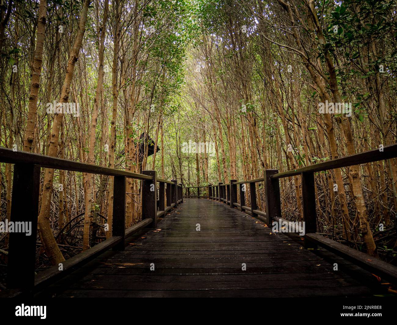 Wooden bridge walkway in the middle of natural mangrove forest ...
