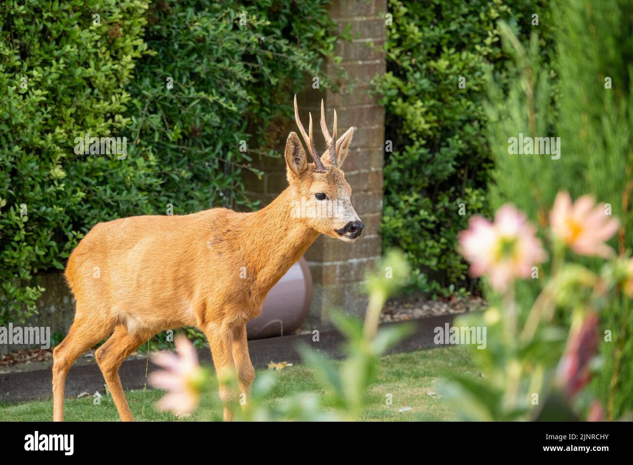 detailed close-up of a wild roe deer buck (Capreolus capreolus) in a ...
