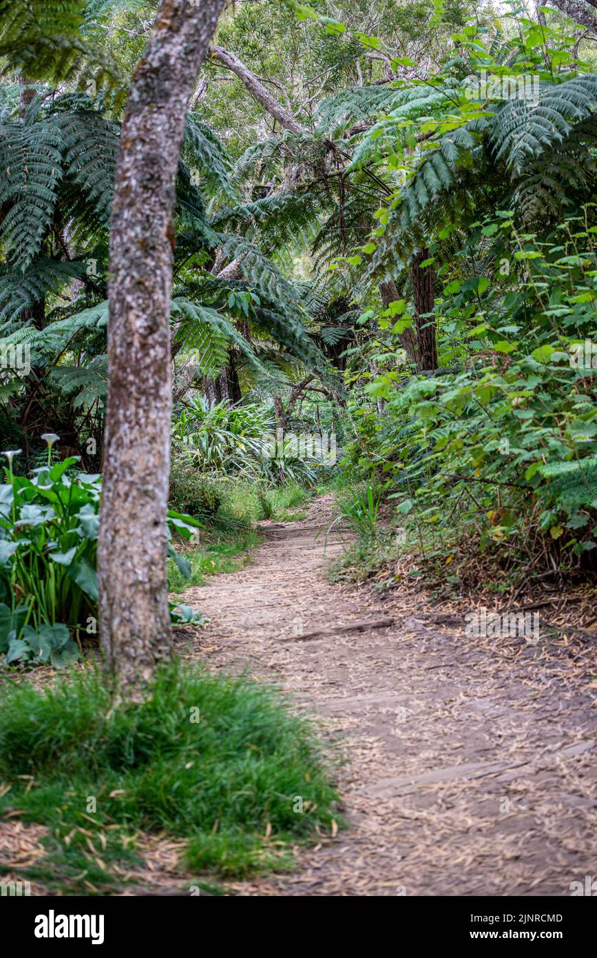 Belouve tropical forest in Réunion Island, France Stock Photo - Alamy