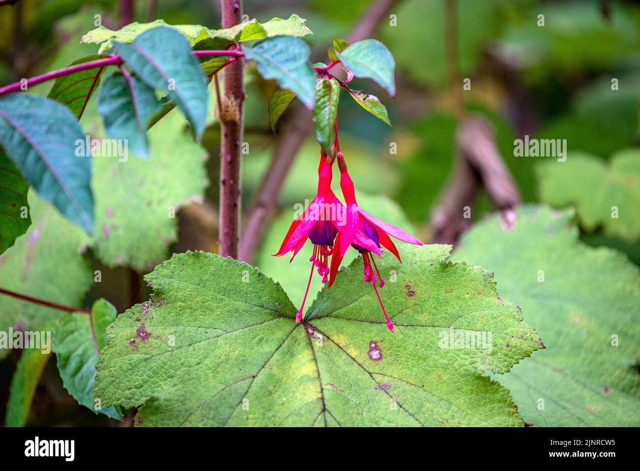 Purple flowers of Fuchsia Magellanica, Bélouve tropical forest in ...