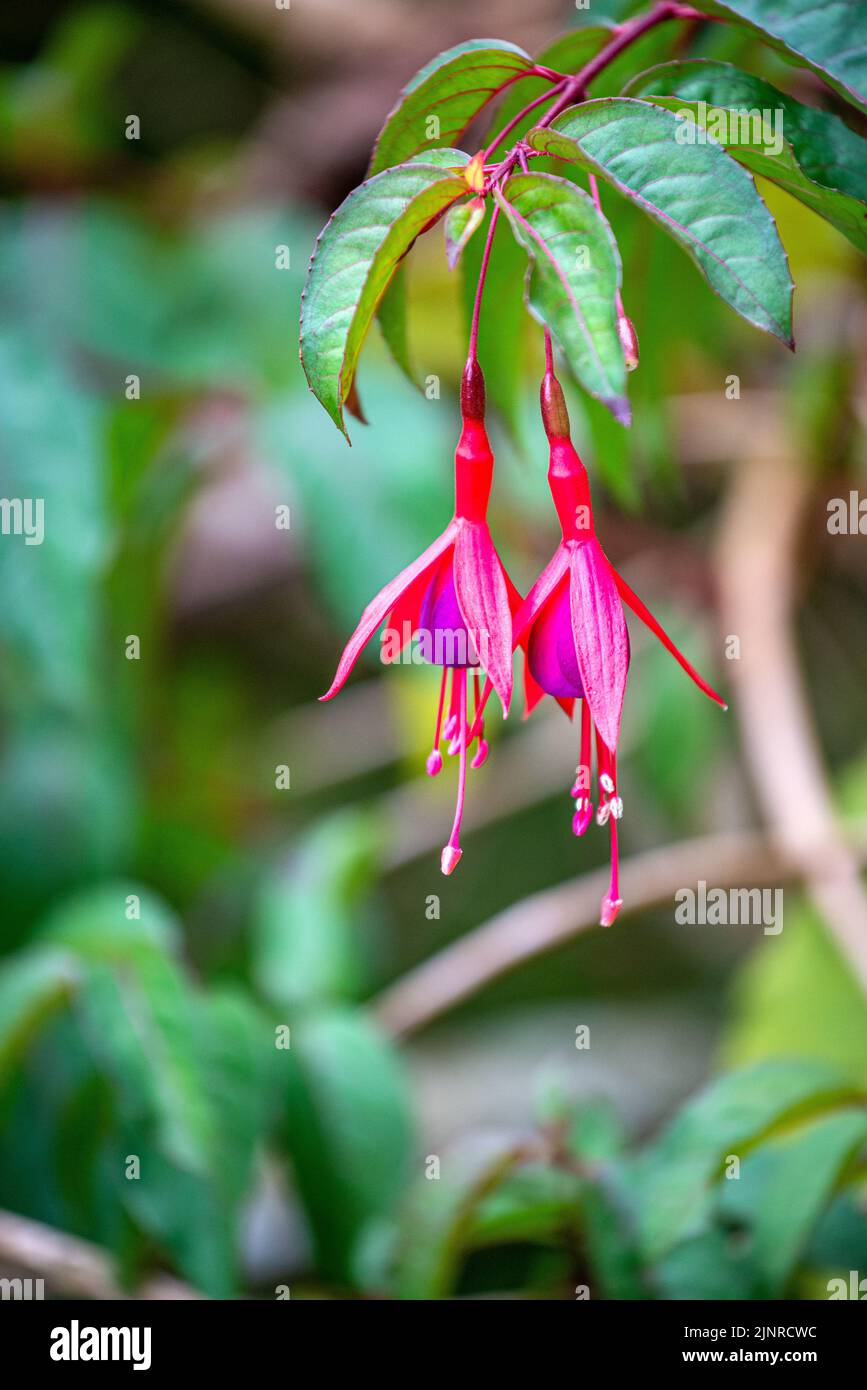Purple flowers of Fuchsia Magellanica, Bélouve tropical forest in ...