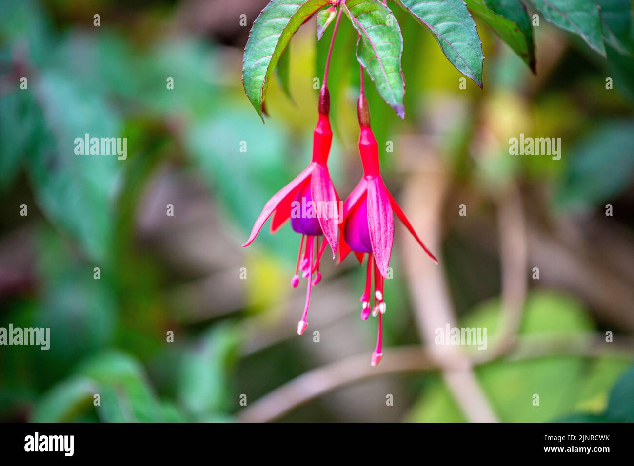 Purple flowers of Fuchsia Magellanica, Bélouve tropical forest in ...