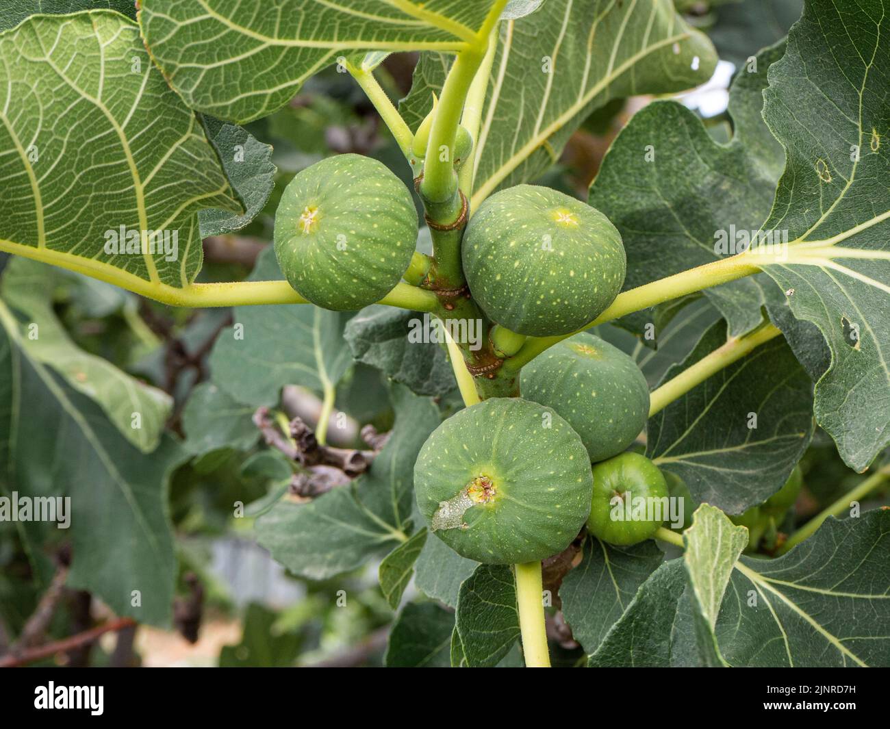 figs on a Mediterranean fig tree in summer time. Healthy living concept ...