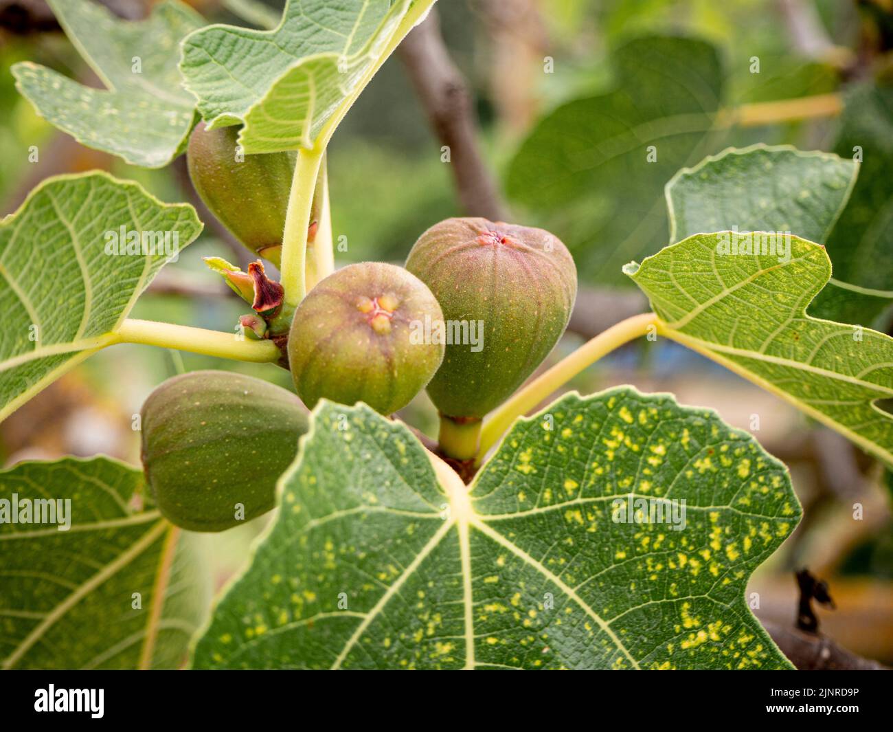 Fig tree plantation hi-res stock photography and images - Alamy