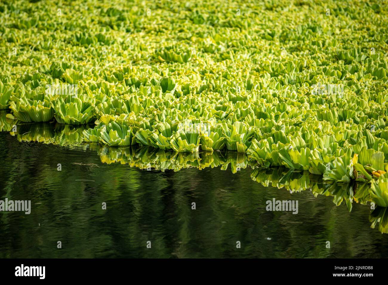 Water Hen Pond (mare a poule d'eau) invaded by water lettuce, Réunion ...