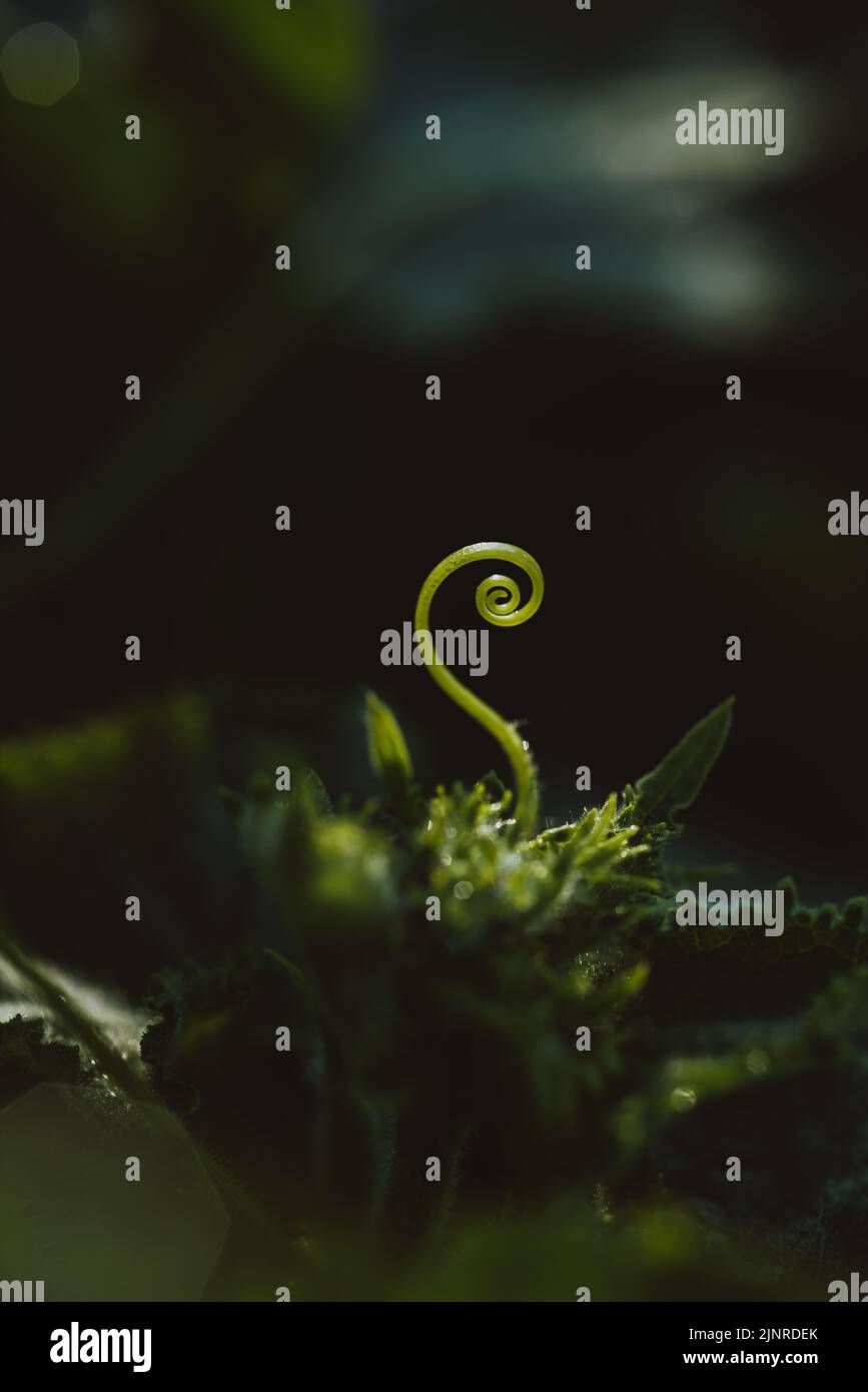 Natural background of green cucumber bush with spiral mustache, extreme ...