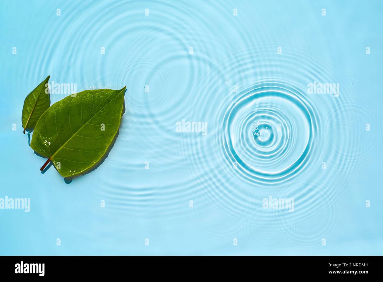 Abstract water background with round ripples and green leaves Stock ...