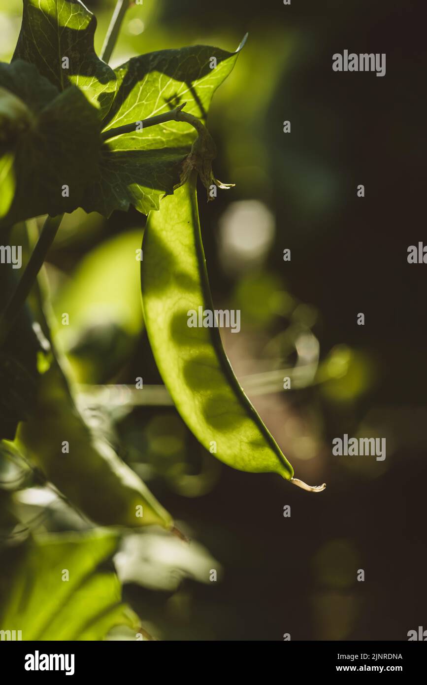 Green peas in the light, the pod glows and peas are visible Stock Photo ...