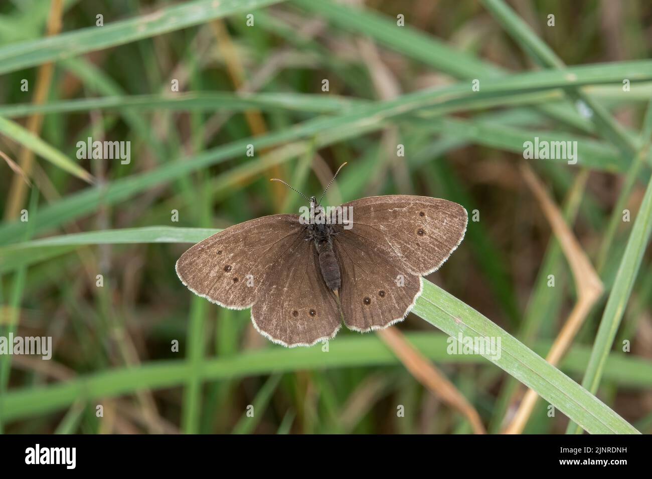 detailed close-up of a Ringlet butterfly (Aphantopus hyperantus Stock ...
