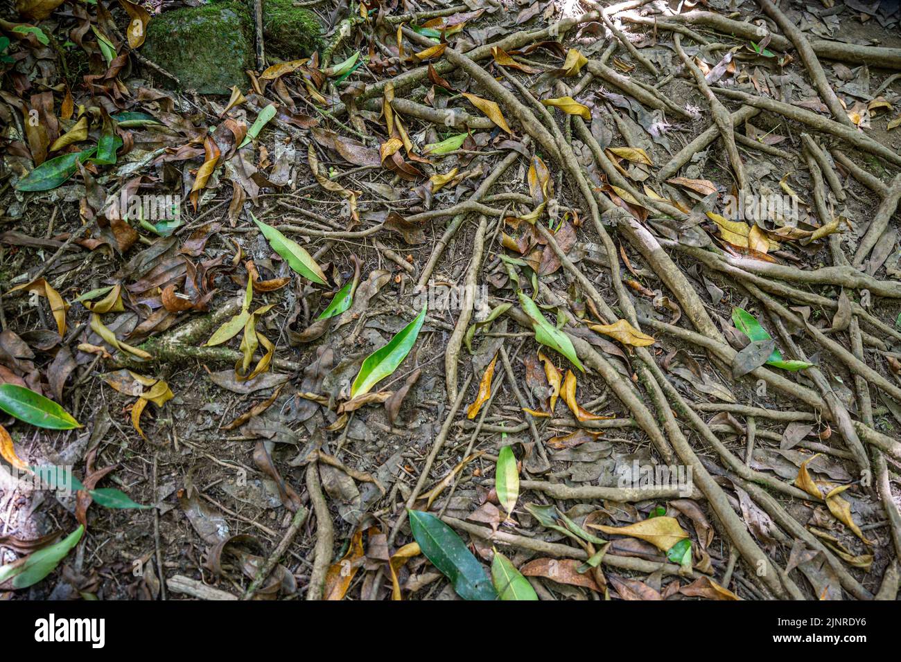 Tropical forest floor with roots in Réunion Island, France Stock Photo ...