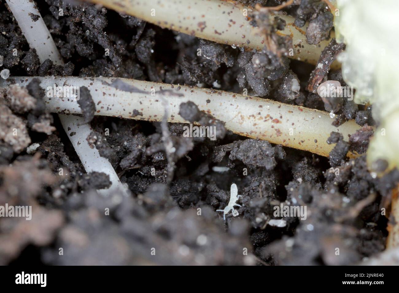Springtails in the soil among the roots of plants. They are dangerous ...