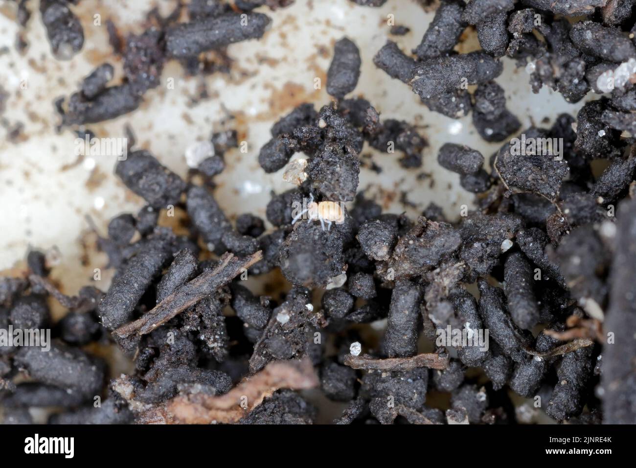 Springtails in the soil among the roots of plants. They are dangerous ...