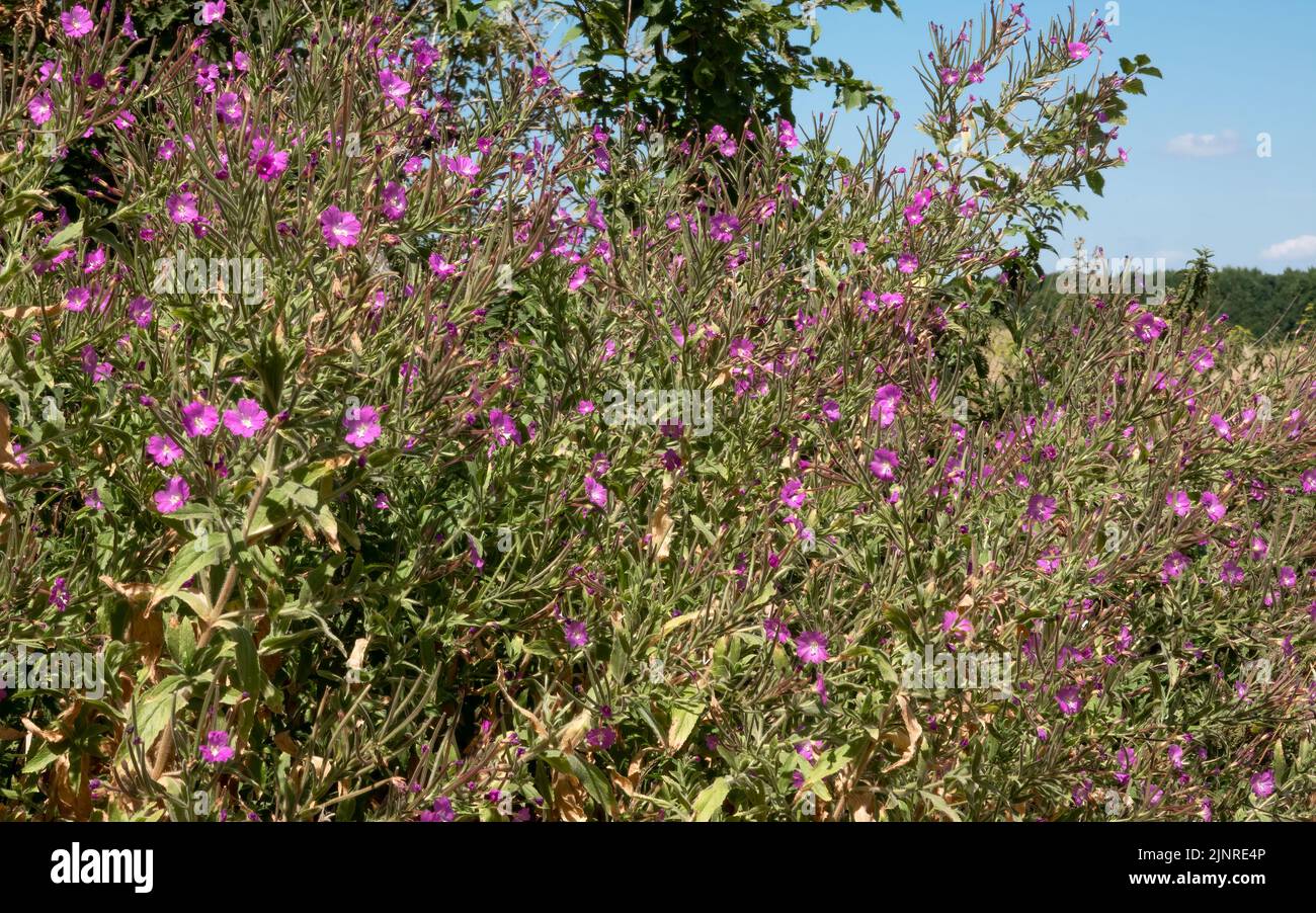close-up of a Great Hairy Willowherb (Epilobium hirsutum) in full bloom ...