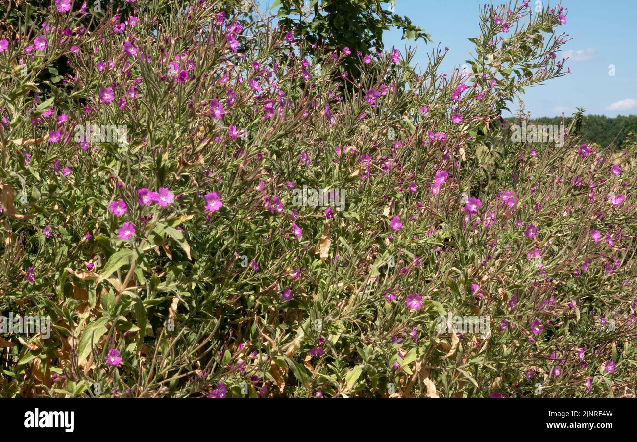 close-up of a Great Hairy Willowherb (Epilobium hirsutum) in full bloom ...