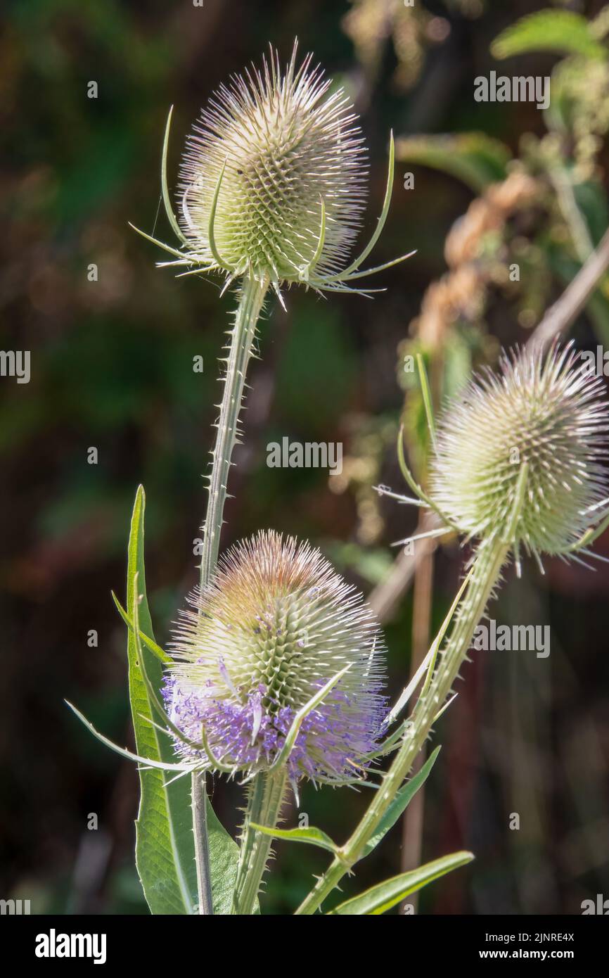 close-up of three flower heads on Wild Teasel (Dipsacus fullonum Stock ...