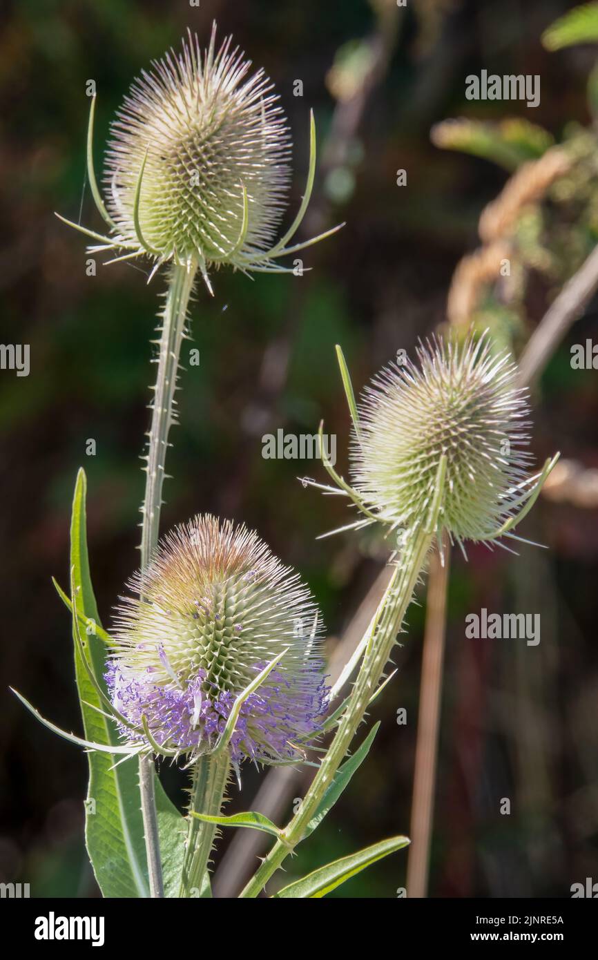 close-up of three flower heads on Wild Teasel (Dipsacus fullonum Stock ...