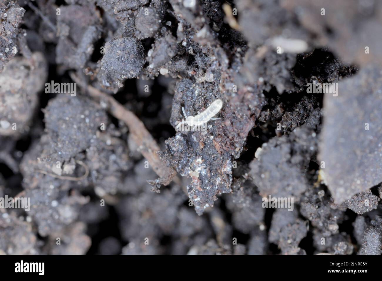 Springtails in the soil among the roots of plants. They are dangerous ...