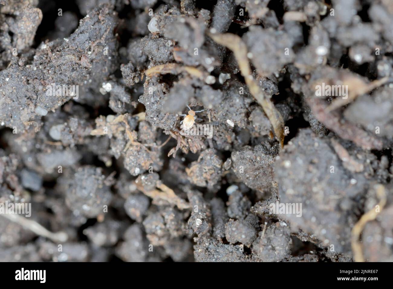 Springtails in the soil among the roots of plants. They are dangerous ...