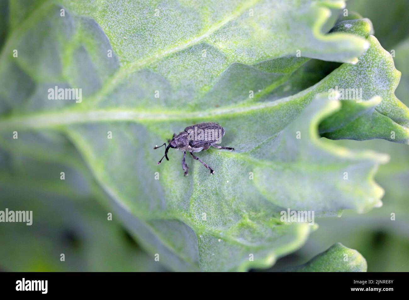 Ceutorhynchus napi weevil of beetle from family Curculionidae. This is ...