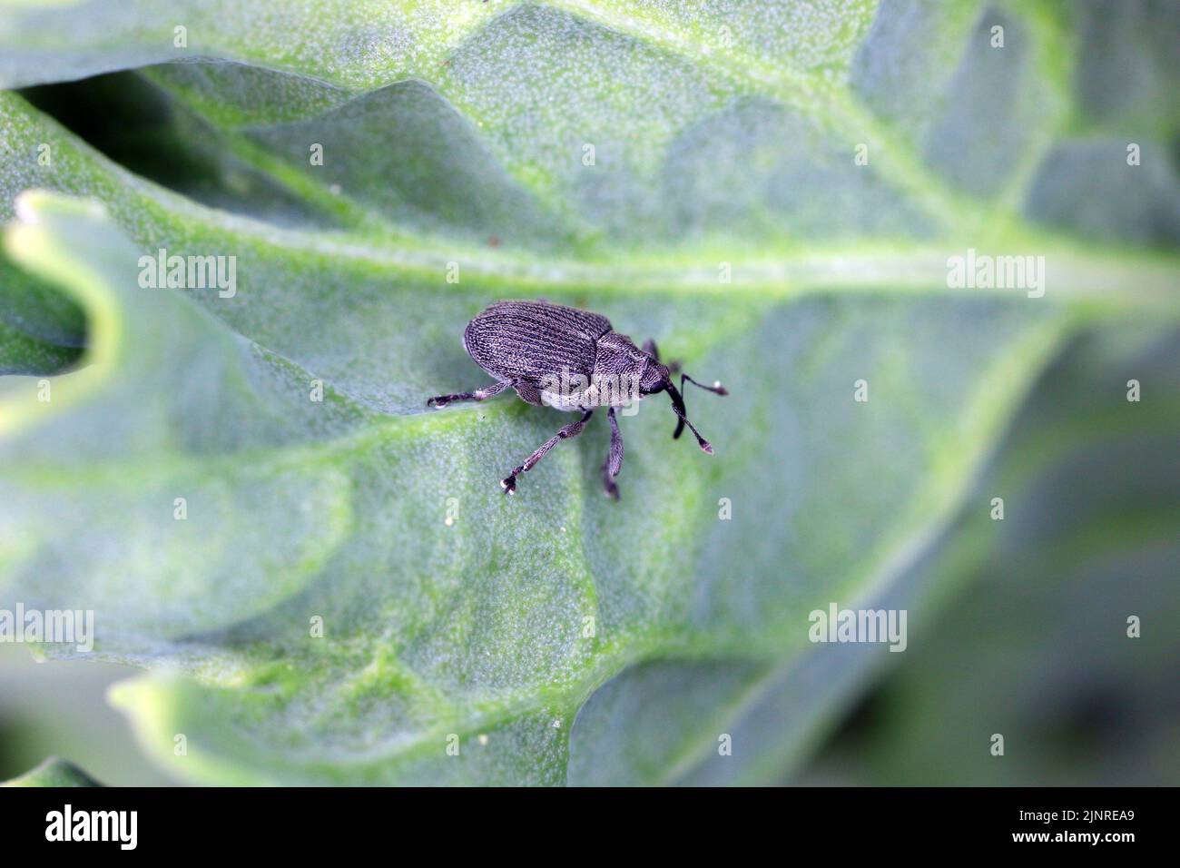 Ceutorhynchus napi weevil of beetle from family Curculionidae. This is ...