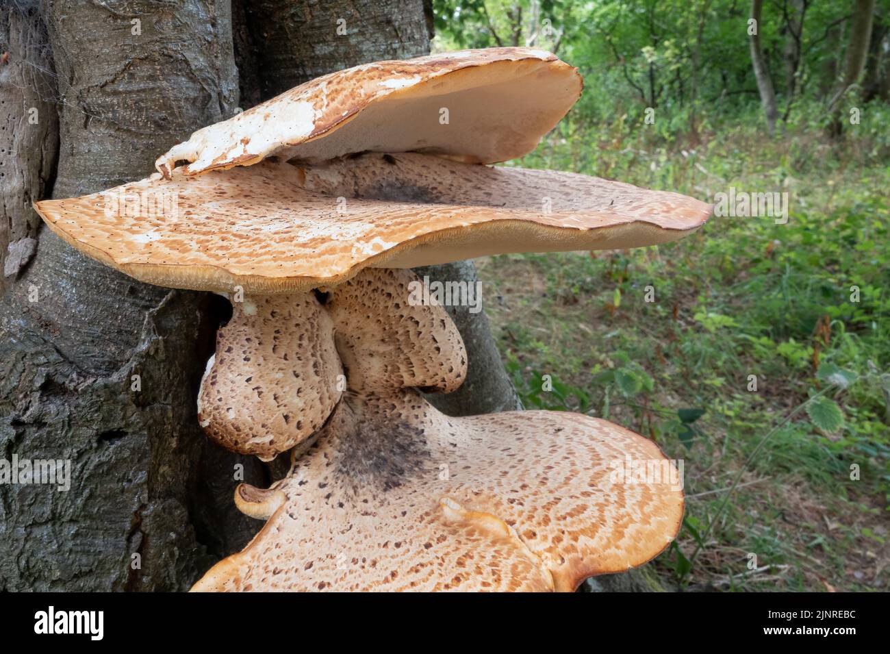 close up of Cerioporus, Polyporus squamosus is a basidiomycete bracket ...