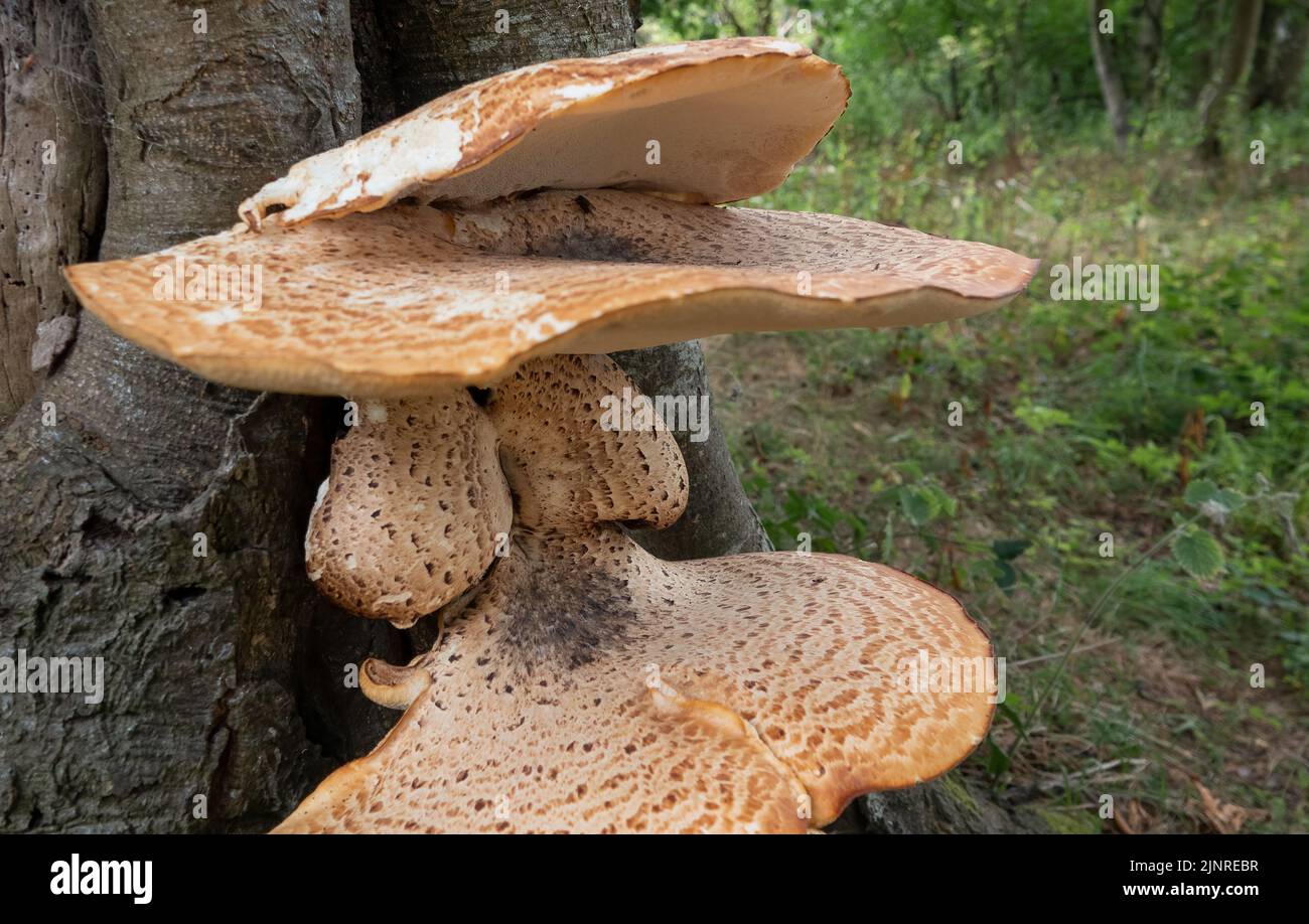 close up of Cerioporus, Polyporus squamosus is a basidiomycete bracket ...