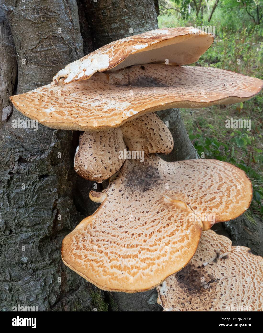 close up of Cerioporus, Polyporus squamosus is a basidiomycete bracket ...