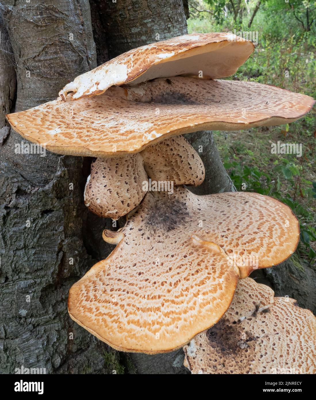 close up of Cerioporus, Polyporus squamosus is a basidiomycete bracket ...