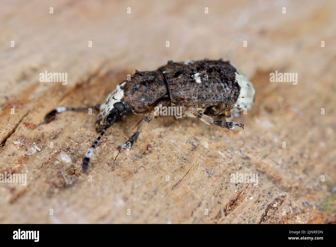 Fungus weevil (Platystomos albinus) on wood Stock Photo - Alamy
