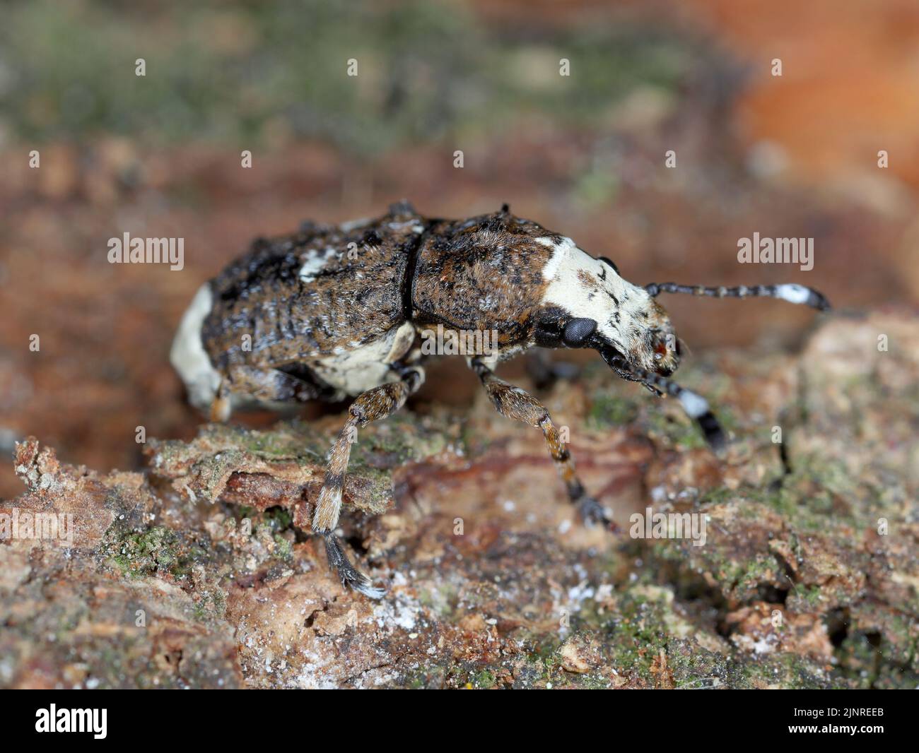 Weevil insect hi-res stock photography and images - Alamy