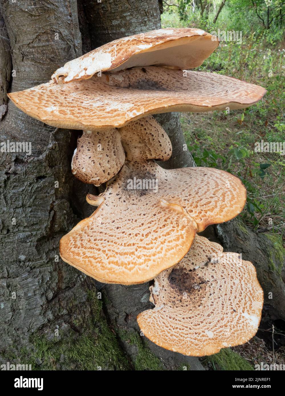 close up of Cerioporus, Polyporus squamosus is a basidiomycete bracket ...