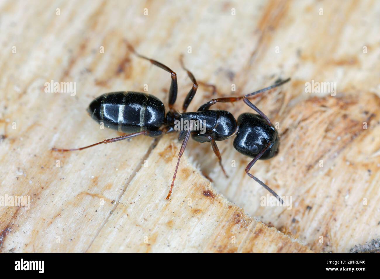Carpenter ant Camponotus on wood Stock Photo - Alamy