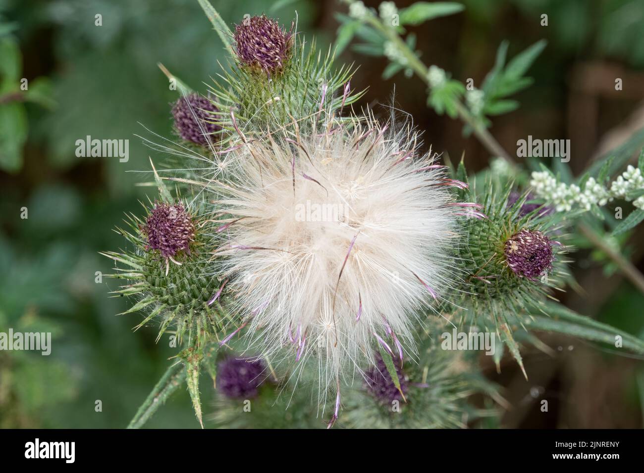 detailed close-up of a pappus of feathery hair seedheads on a Spear ...