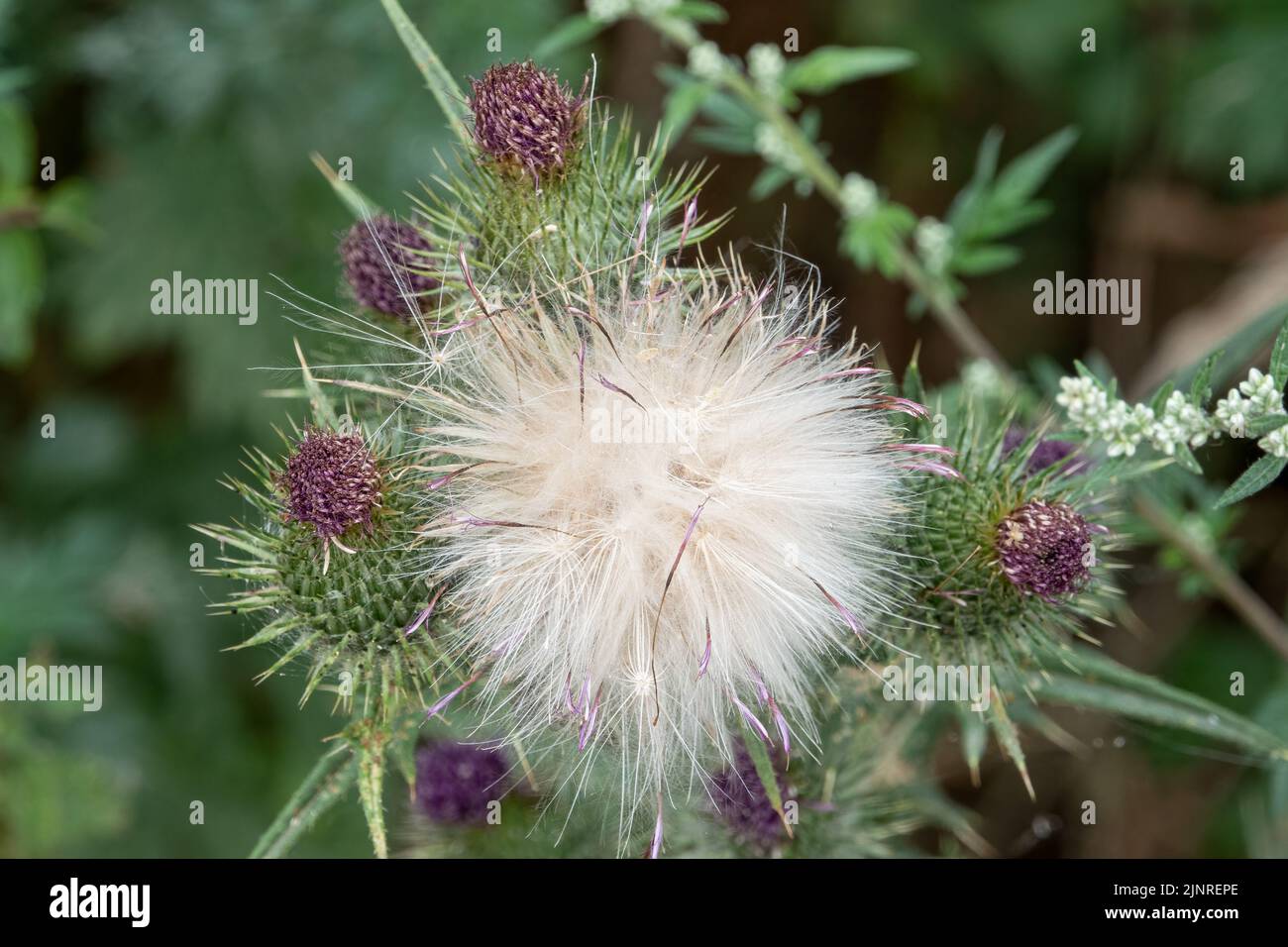 detailed close-up of a pappus of feathery hair seedheads on a Spear ...