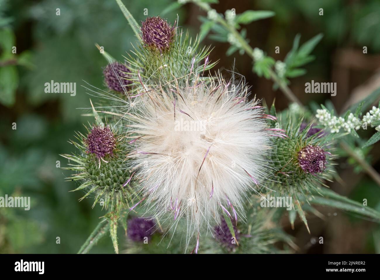 detailed close-up of a pappus of feathery hair seedheads on a Spear ...