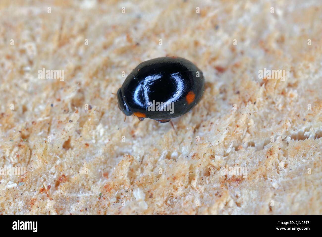 A tiny ladybug, Scymnus (coccinellidae) on wood Stock Photo - Alamy