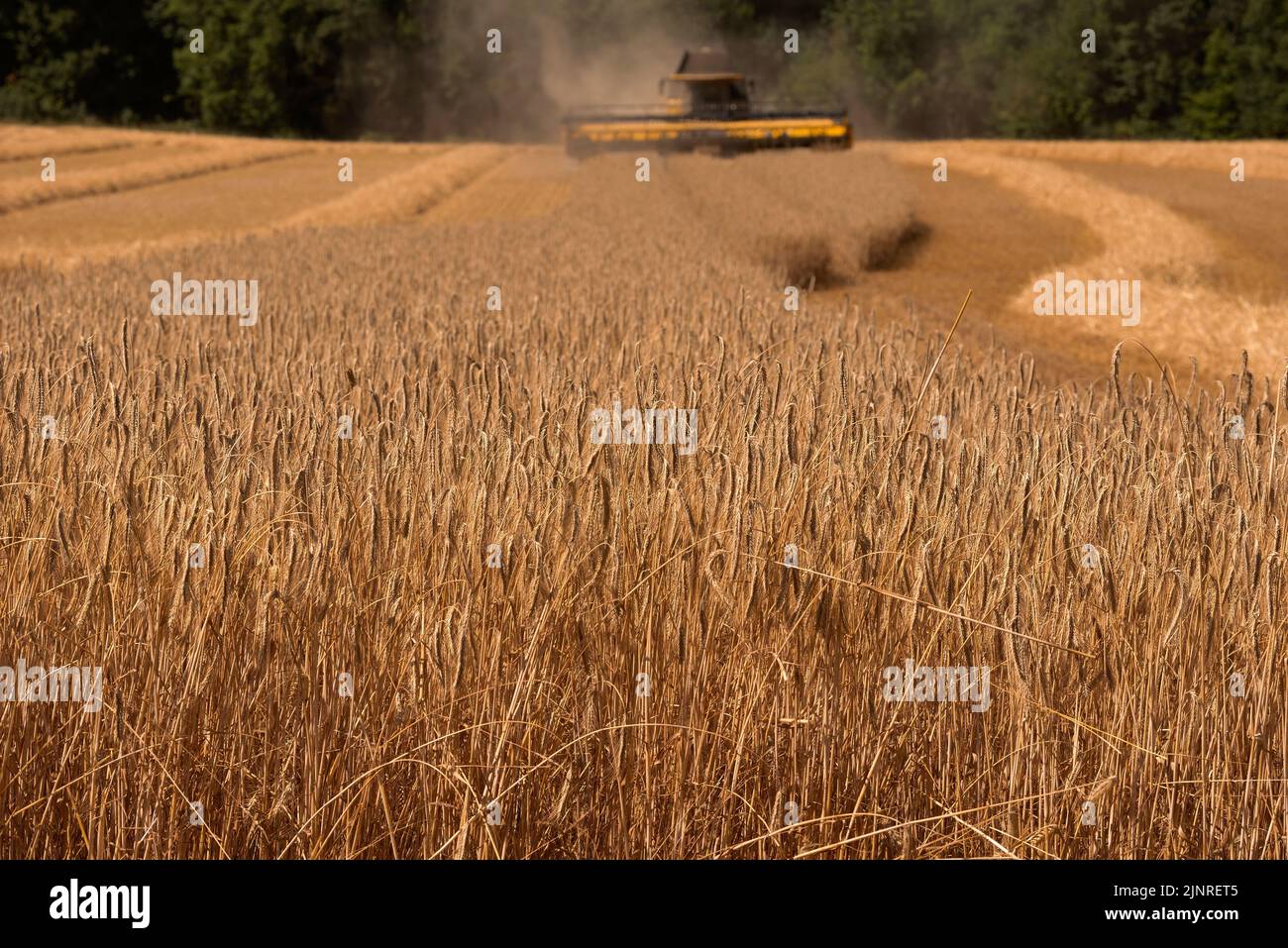 Guiting Power, Cheltenham, England, UK. 2002. Close up of rye growing ...