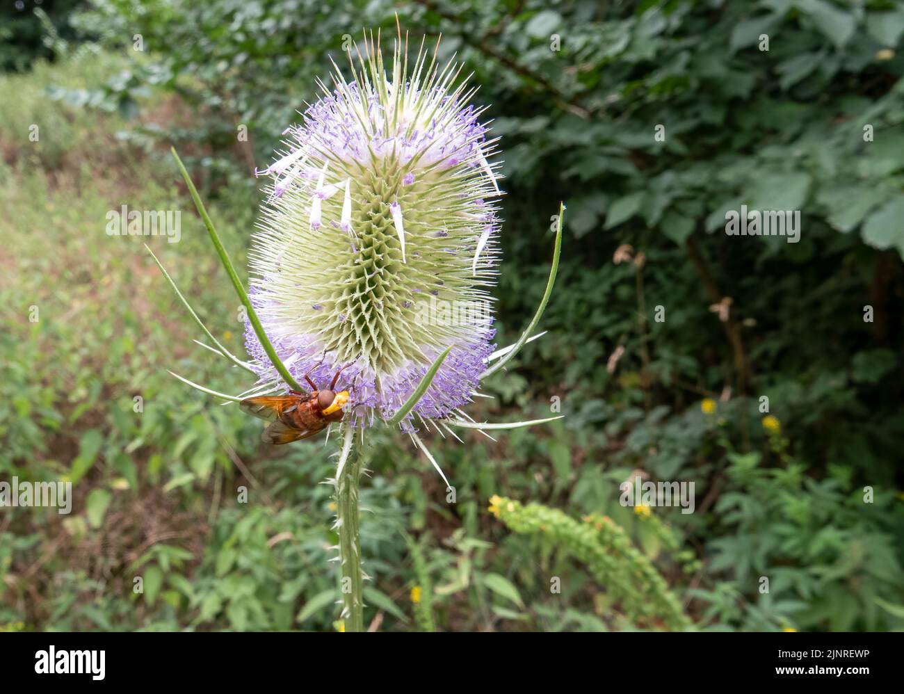 detailed close-up of a Hornet mimic hoverfly (Volucella zonaria ...