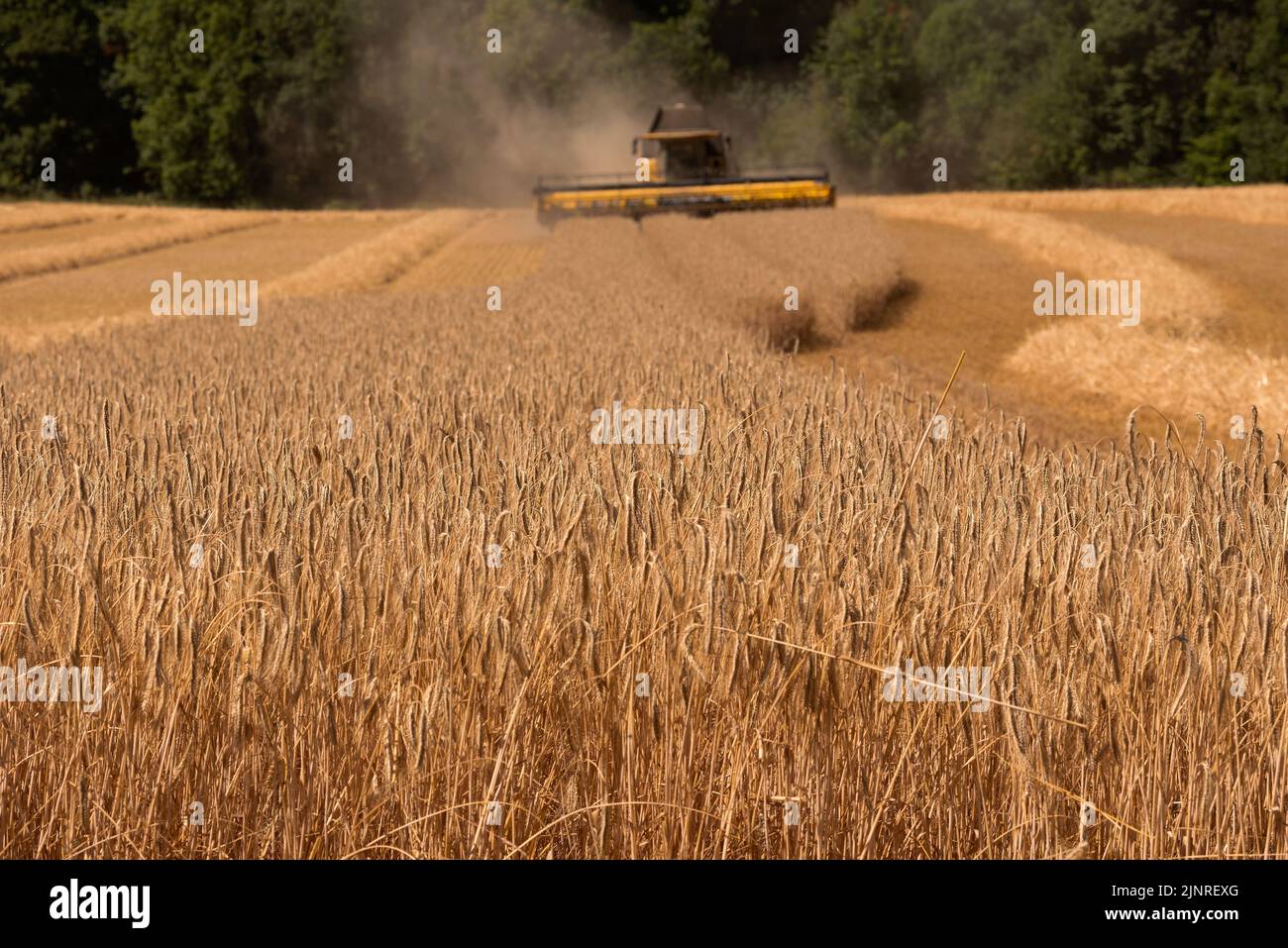 Guiting Power, Cheltenham, England, UK. 2002. Close up of rye growing ...