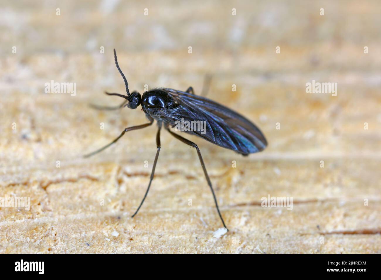Fungus gnat hi-res stock photography and images - Alamy