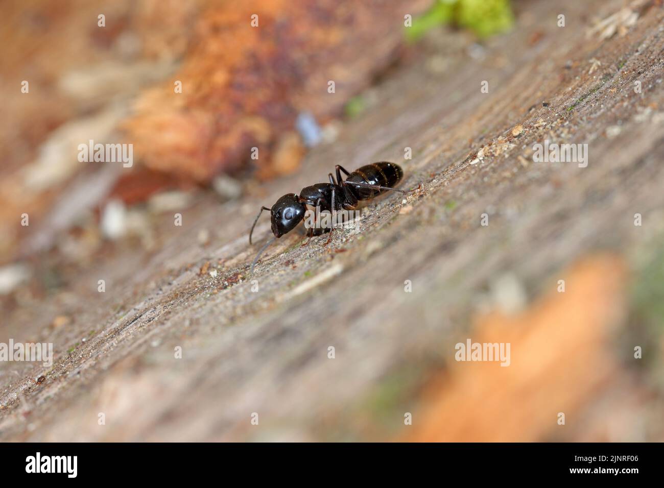 Ant on wood hi-res stock photography and images - Alamy