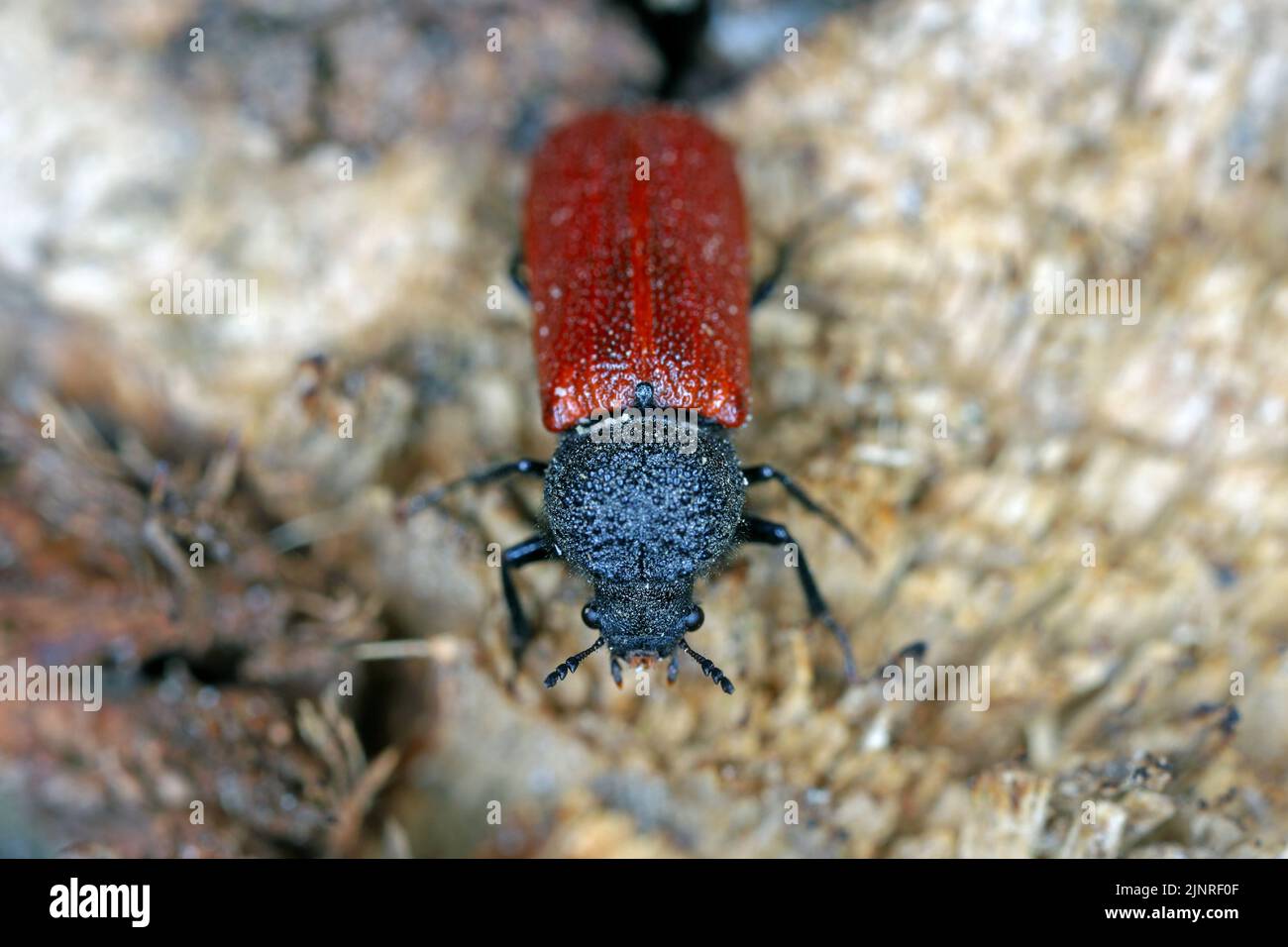 Horned powderpost beetle hi-res stock photography and images - Alamy